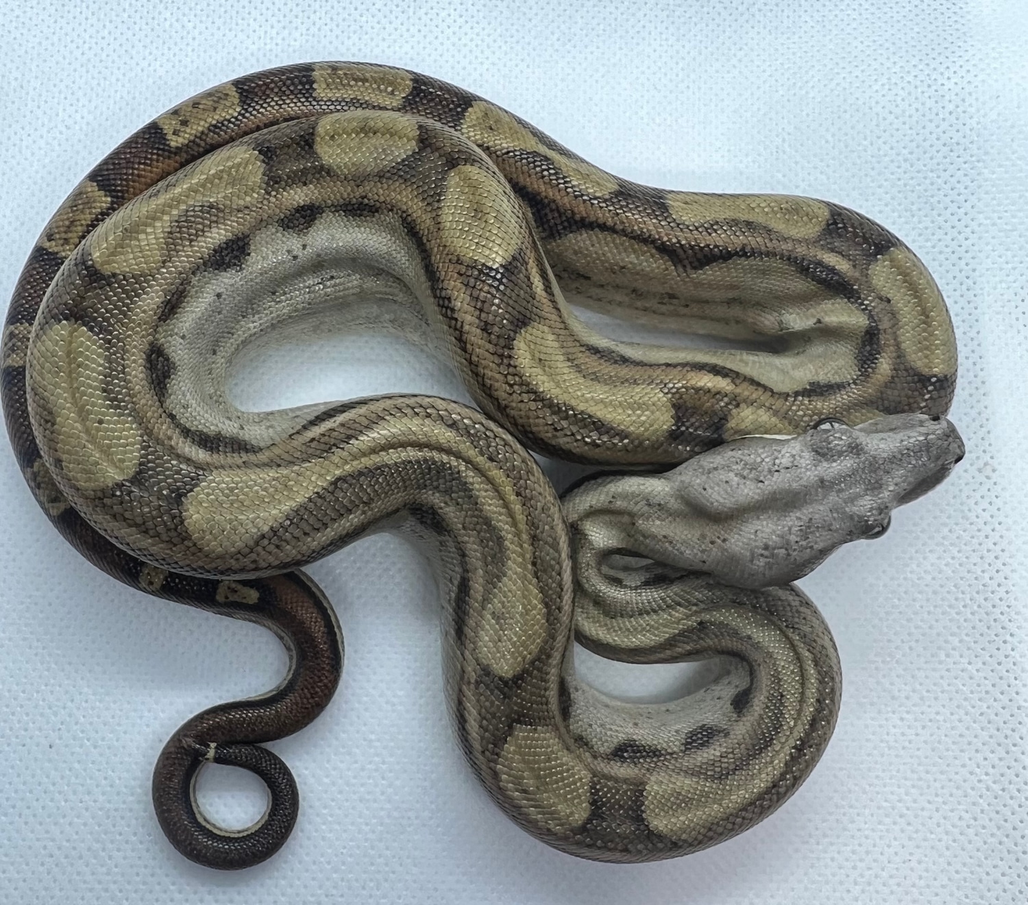 Motley Boa Het Blood Boa Constrictor by Eisel Reptiles - MorphMarket