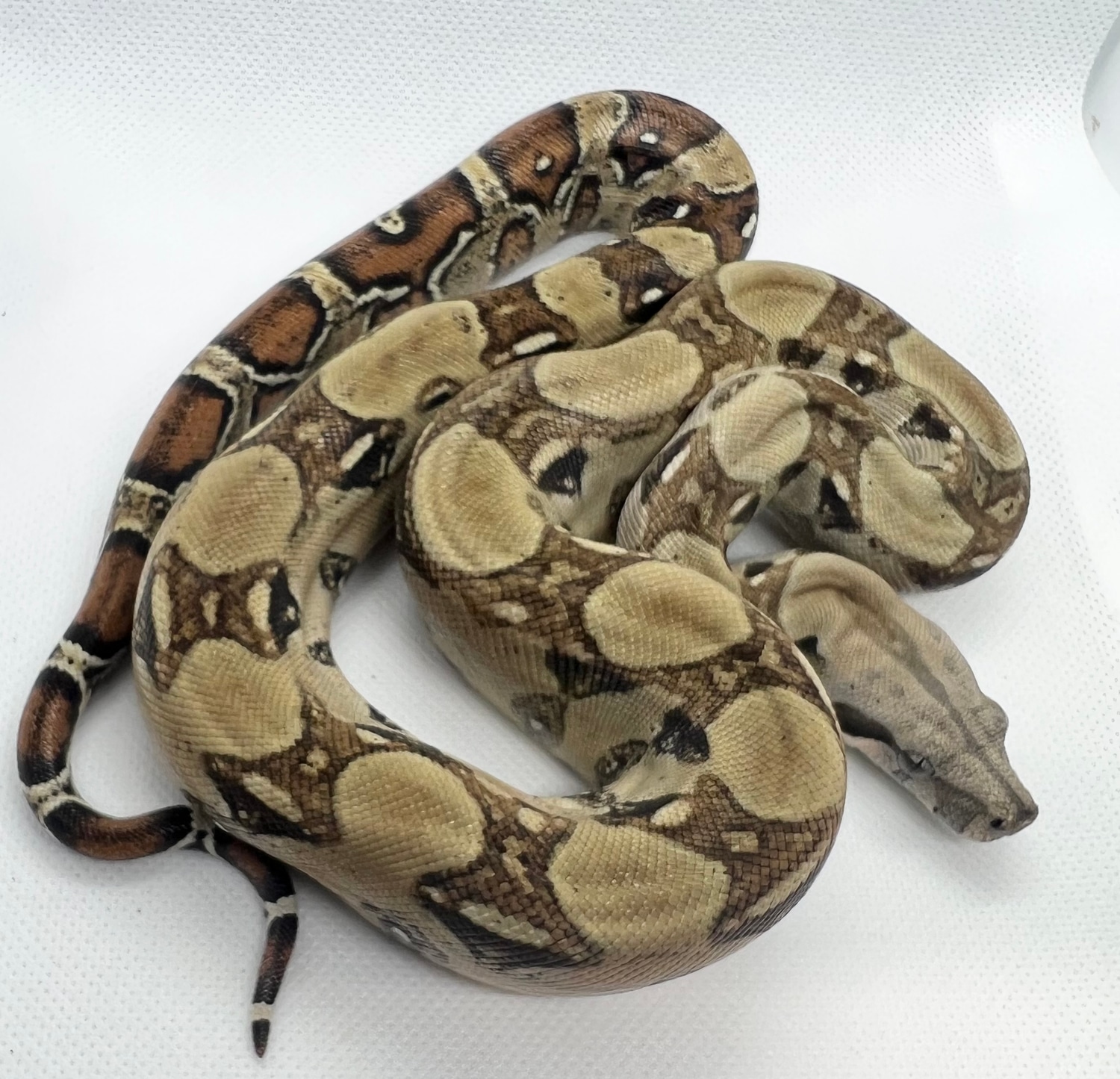 Normal Boa Het Blood Boa Constrictor by Eisel Reptiles - MorphMarket