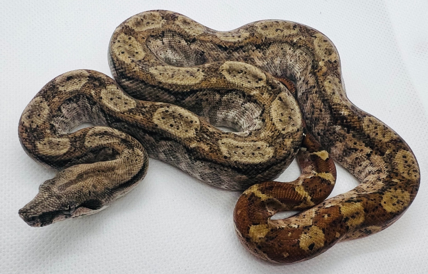 Male CA Hypo Boa Het T+ Albino Boa Constrictor by Eisel Reptiles ...