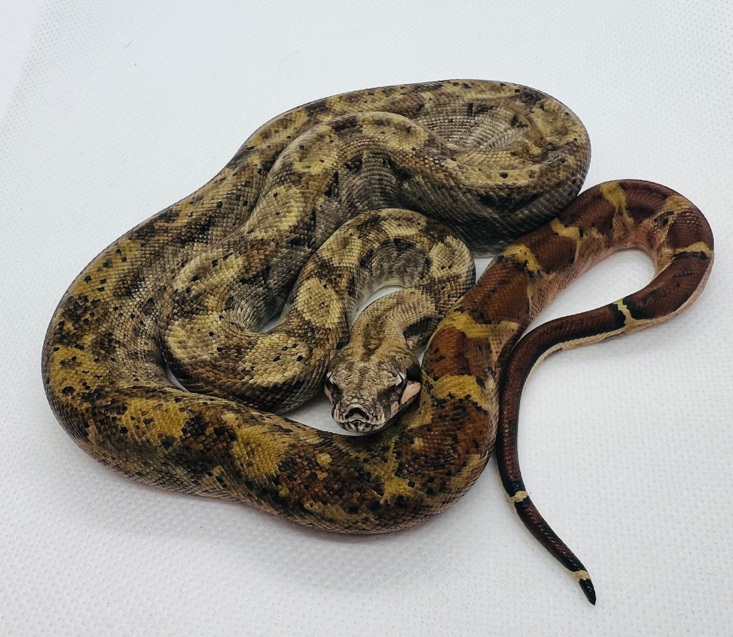 Female CA Hypo Boa Het T+ Albino Boa Constrictor by Eisel Reptiles ...