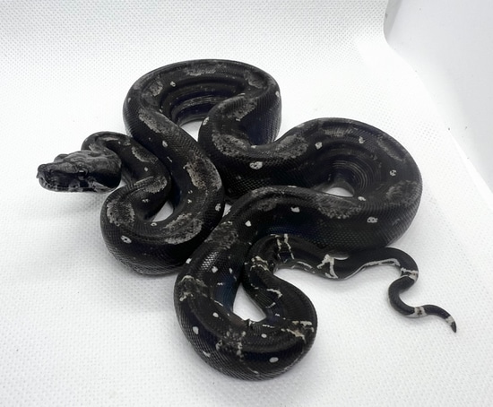 Black Devil Boa Boa Constrictor by Eisel Reptiles