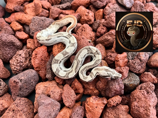 Hypo Motley Boa Moonglow/Sunglow Maker Boa Constrictor by Ejd Superior ...