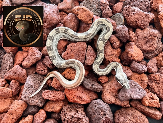 Hypo Motley Double Het Sunglow/Moonglow Maker Boa Constrictor by Ejd ...