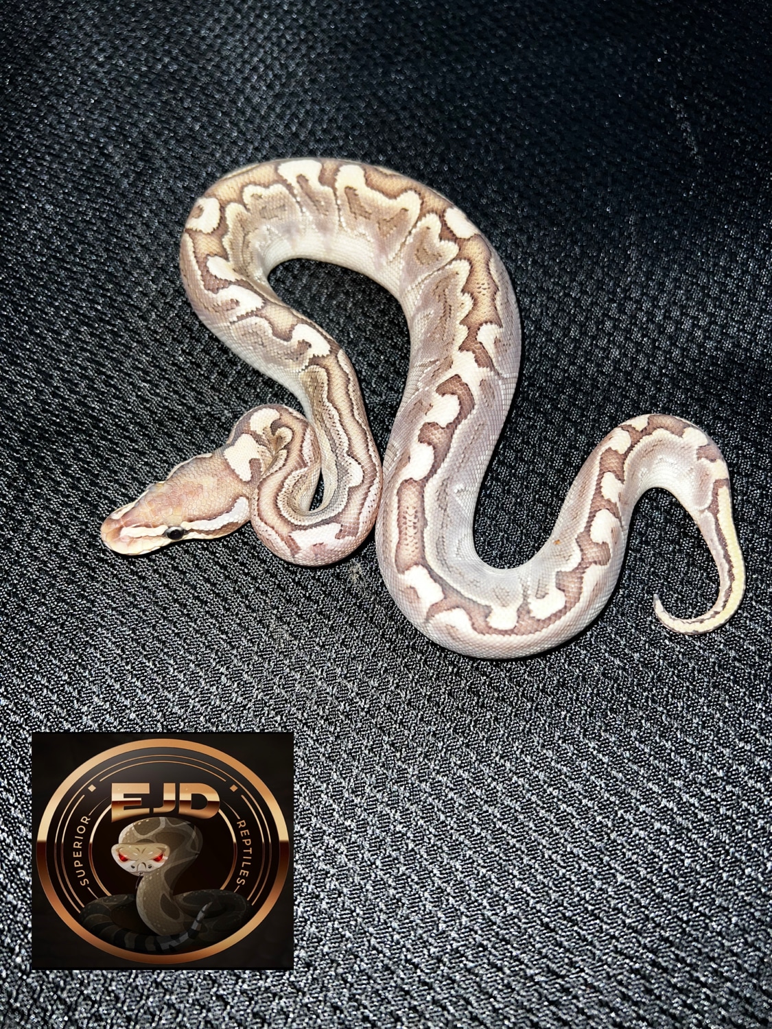 Bamboo Het Clown Ball Python by Ejd Superior Reptiles - MorphMarket