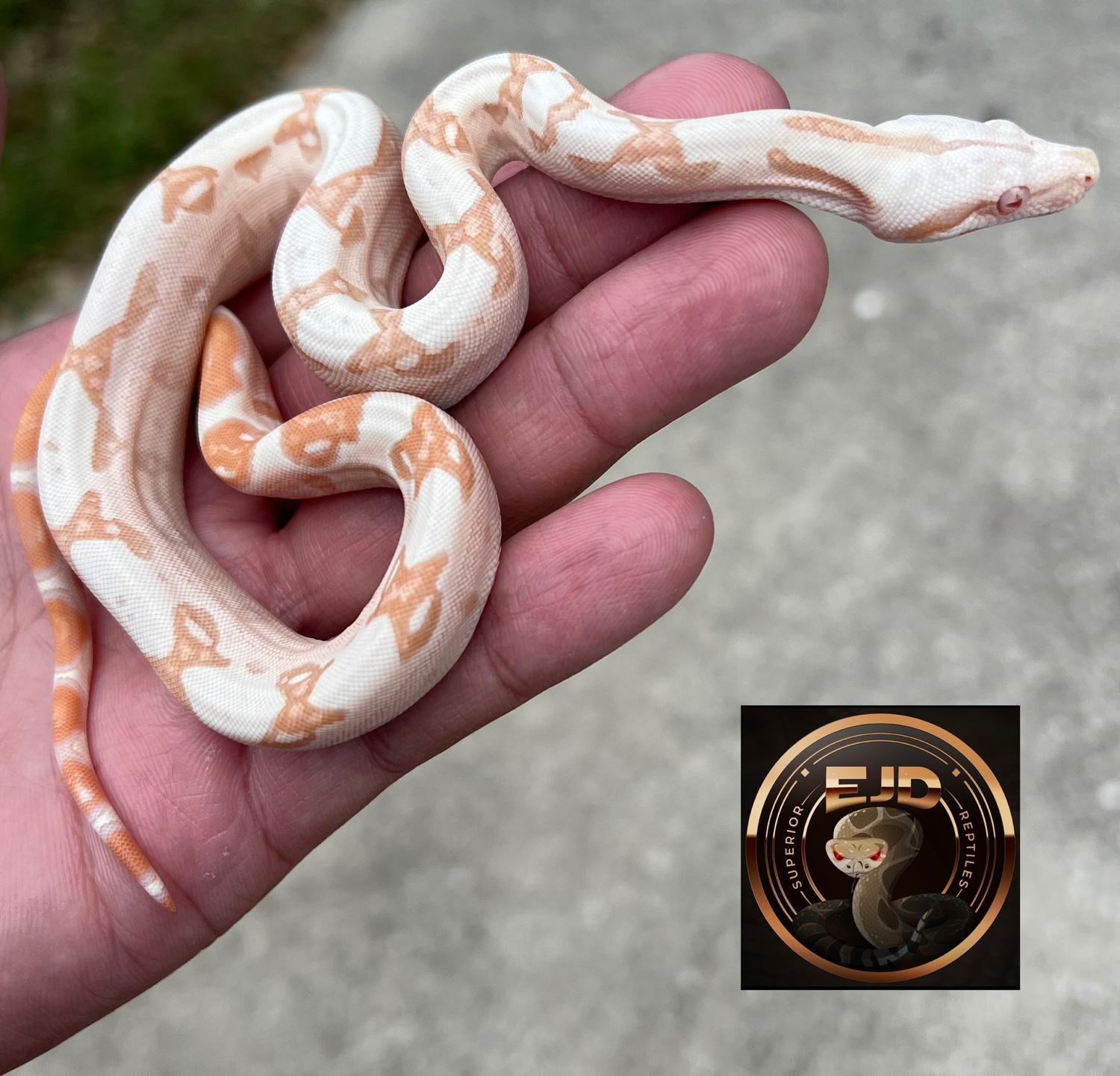SunGlow Het Anery Boa! Boa Constrictor by Ejd Superior Reptiles ...