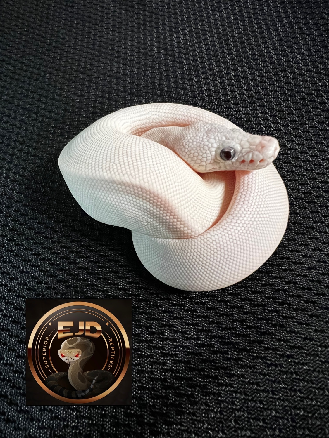 Blue Eyed Lucy Poss Enchi YB OD Ball Python by Ejd Superior Reptiles ...
