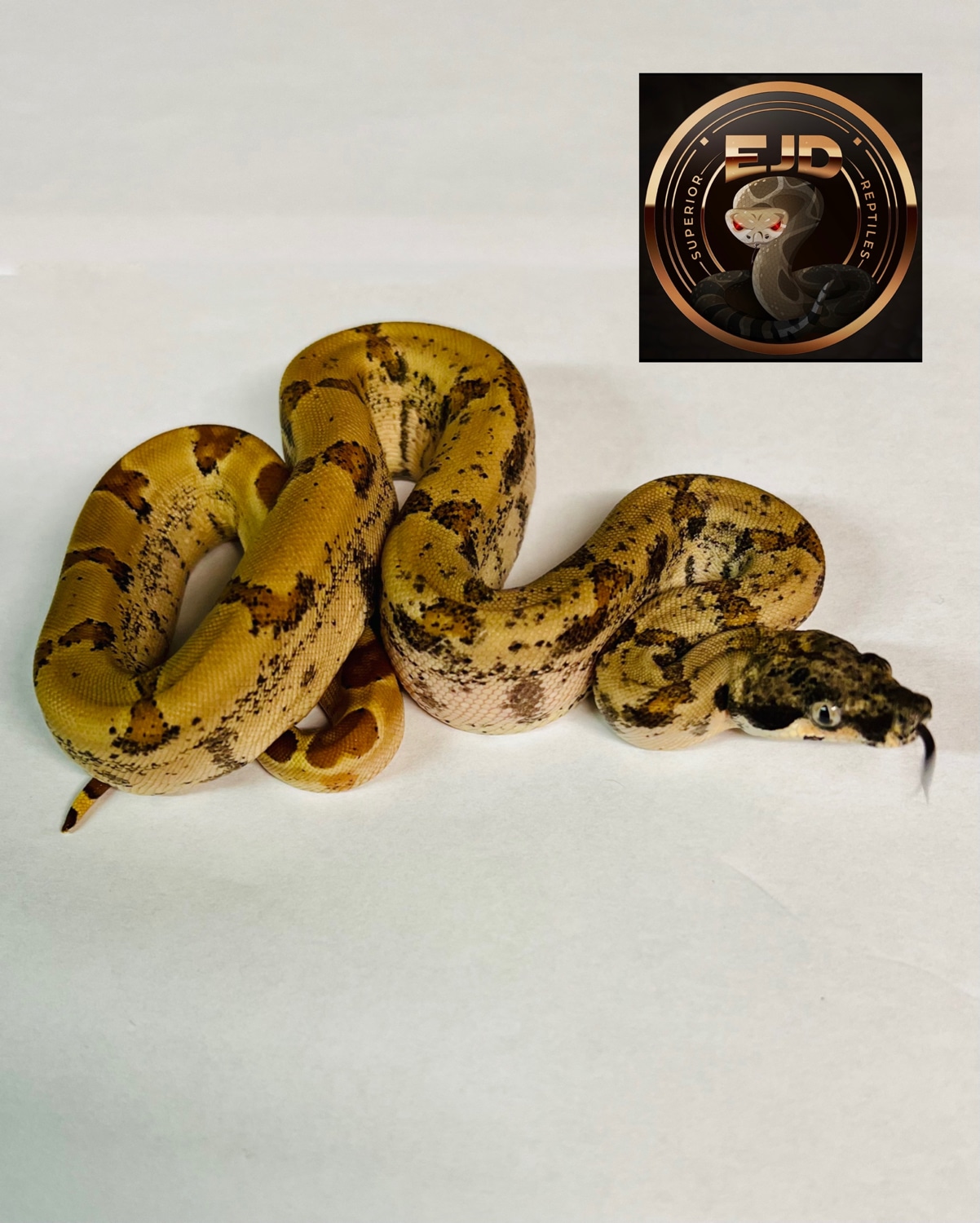 Super Hypo DH Kahl Albino Anery Type 1 Boa Constrictor by Ejd Superior ...