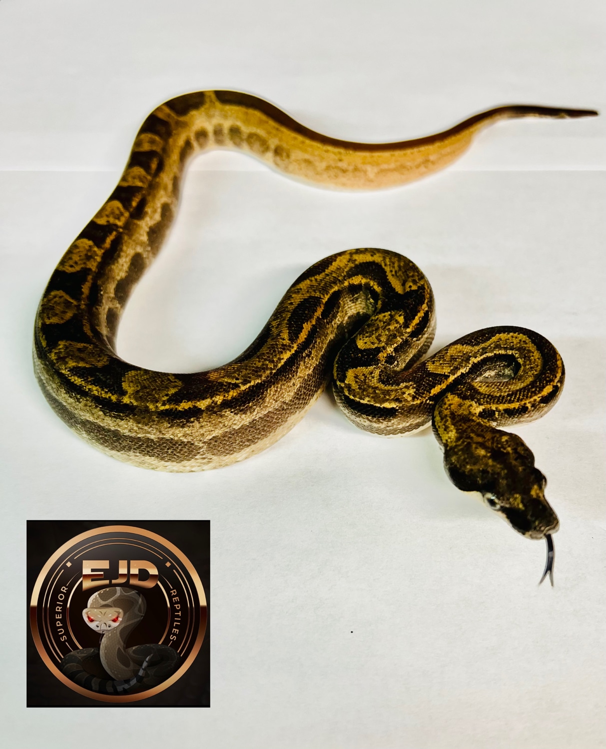 Hypo Motley DH Kahl Albino Anery Type 1 Boa Constrictor by Ejd Superior ...