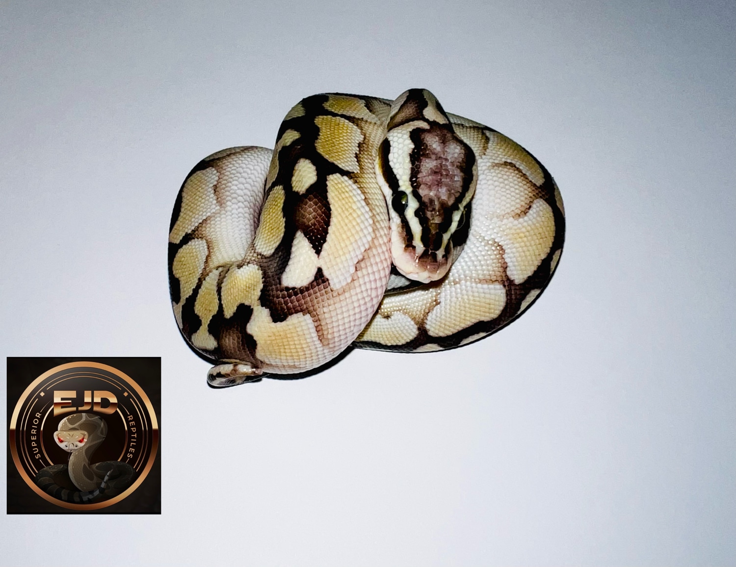 Lesser Enchi YB Pastel Poss OD Ball Python by Ejd Superior Reptiles ...