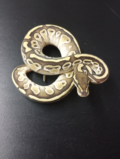 Beautiful Lesser Male Ball Python by Ejd Superior Reptiles