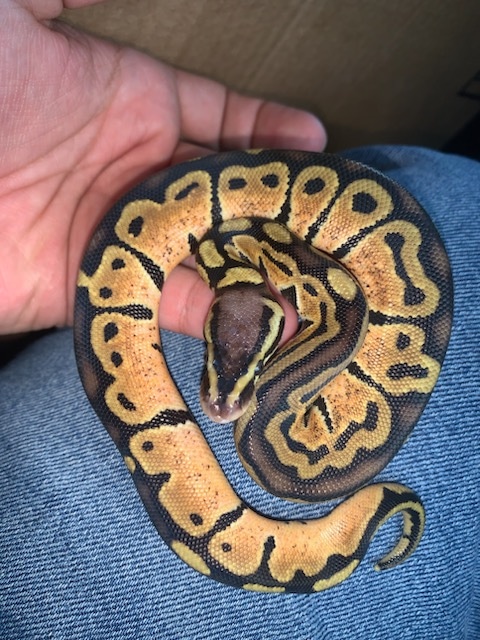 Pastel Het Albino Het Ultramel Ball Python by Ejd Superior Reptiles ...
