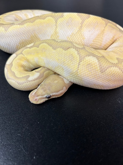 Banana Bamboo Vanilla Pastel 50% Het SunSet Ball Python by Ejd Superior ...