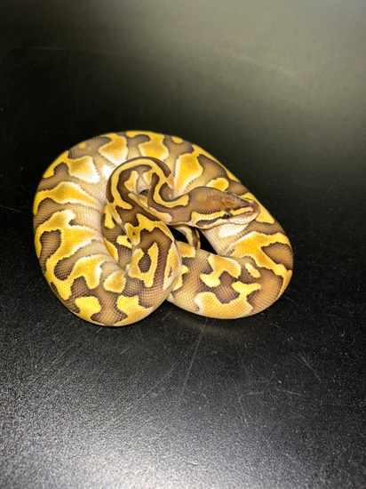 Jaguar Het Clown Male & Female Pair! Memorial Day Special!! Free Shipping! Ball Python by Ejd ...