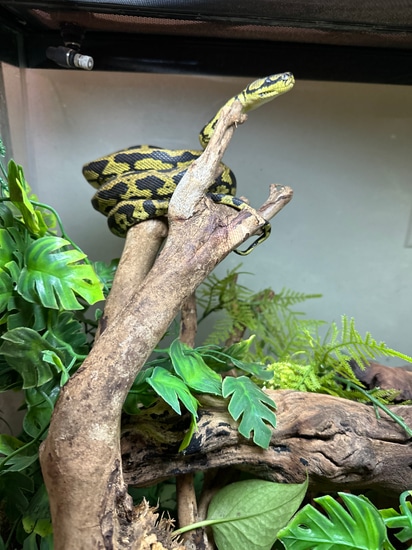 Jaguar Carpet Python Jungle Carpet Python by Judge Reptilian Pavillion