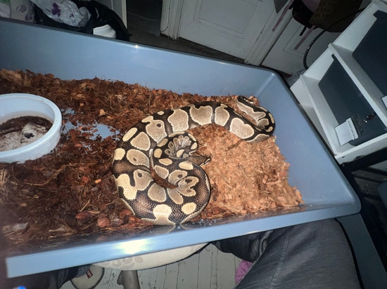 Dinker Wild Caught Ball Python by Allentown pythons