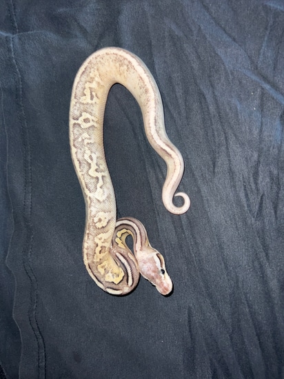 Vanilla Pewter Paradox Ball Python by Allentown ball pythons