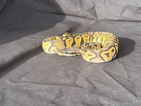 Calico Pastel Lesser Woma Ball Python by E&J Snakes