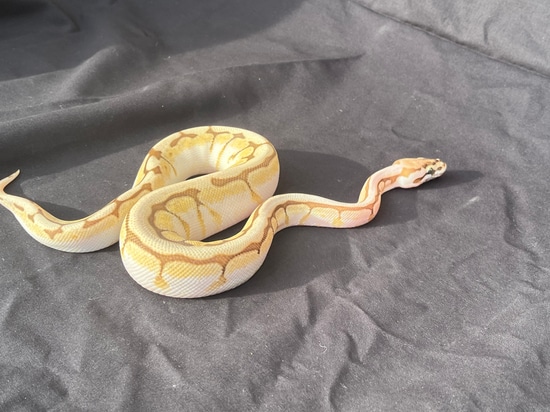 Calico Pastel Spider Lesser Ball Python by E&J Snakes