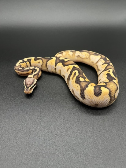 Calico Pastel Vanilla/fire Enchi Woma Ball Python by E&J Snakes