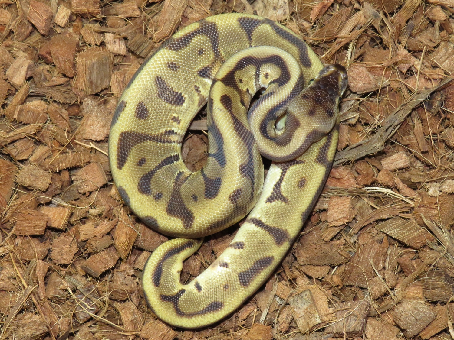 Hidden Gene Woma Leopard Enchi Ball Python by Monster Morphs - MorphMarket