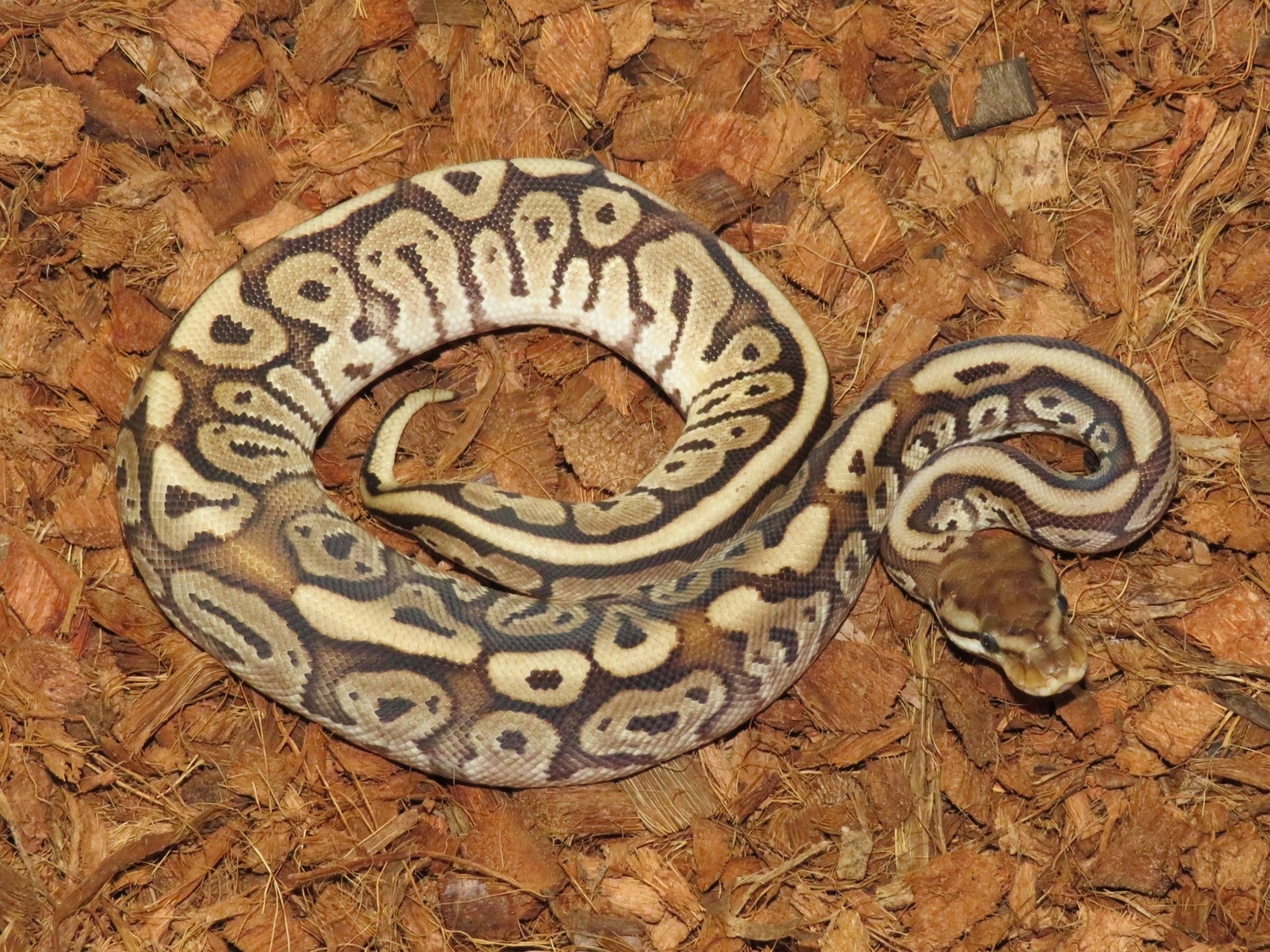 Hidden Gene Woma Het Red Axanthic Lucifer Ball Python by Monster Morphs ...