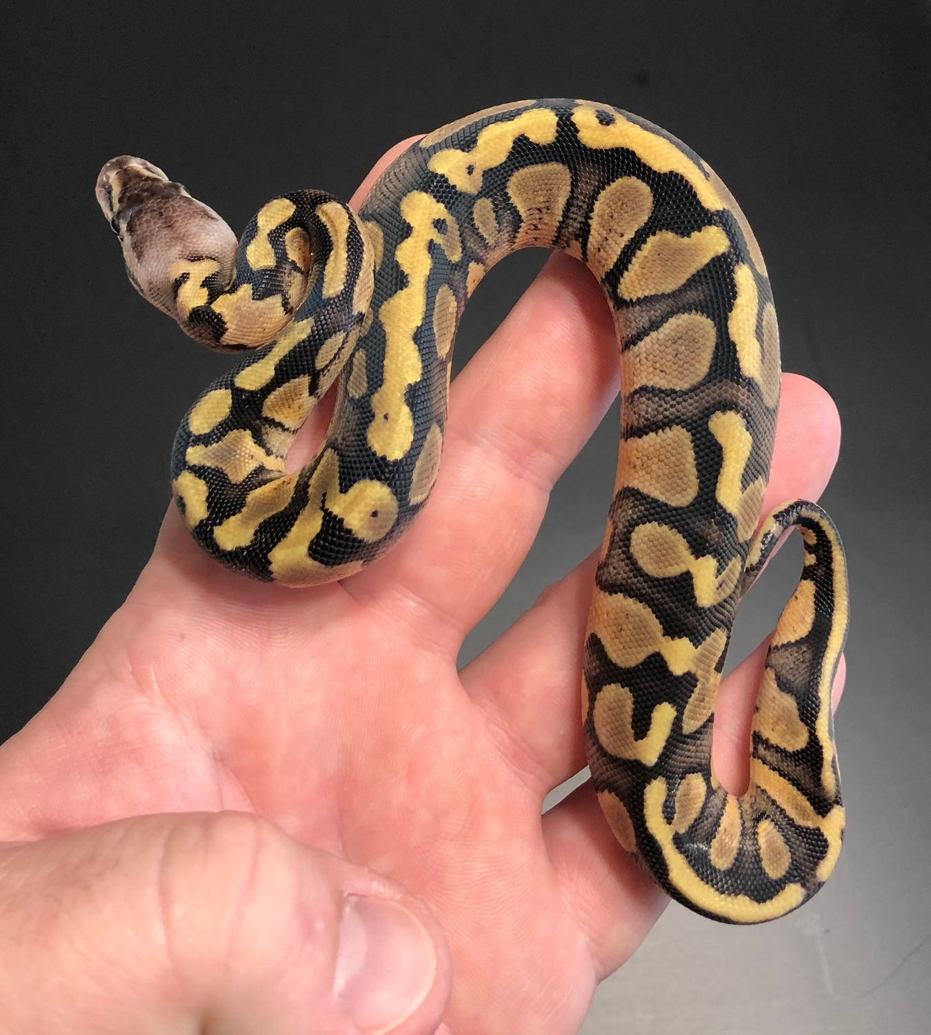 Pastel Wookie Het Hypo Ball Python by Monster Morphs - MorphMarket