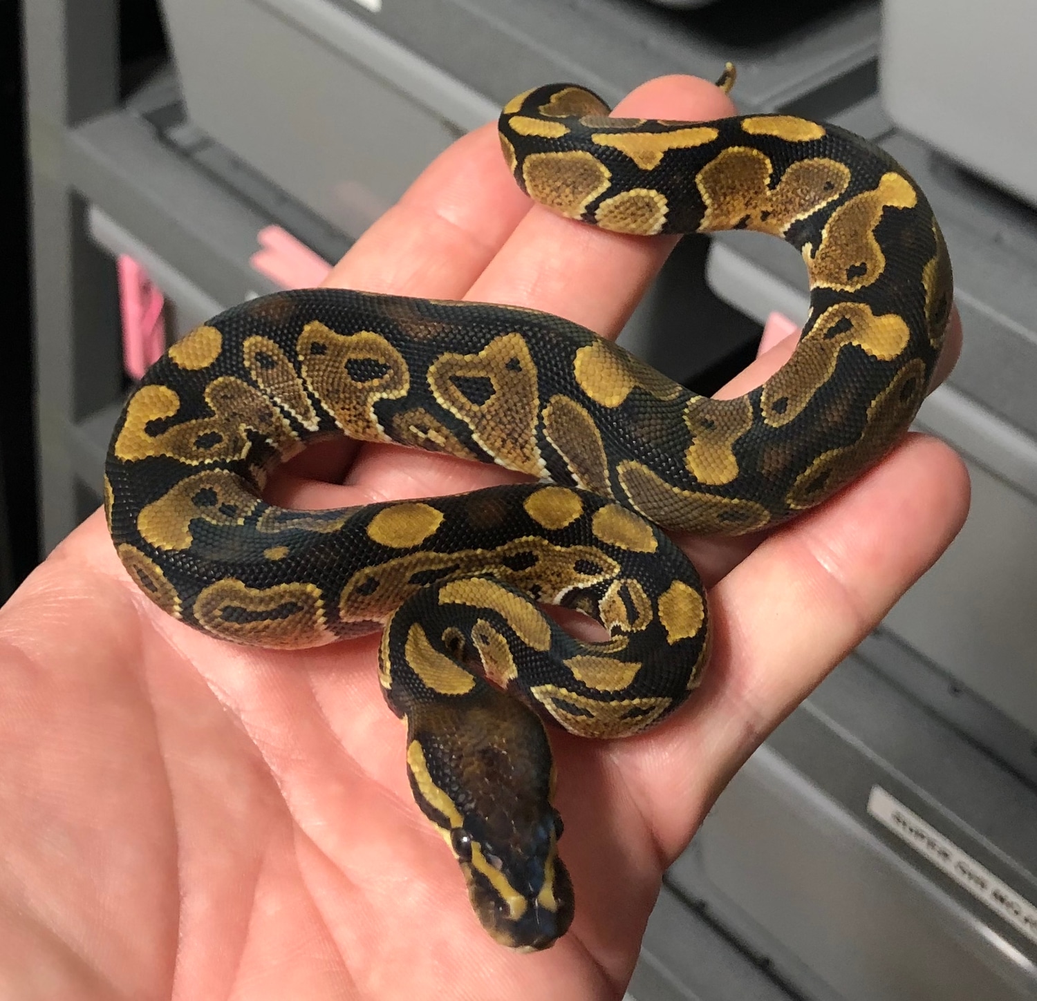 Nova Ball Python by Monster Morphs - MorphMarket