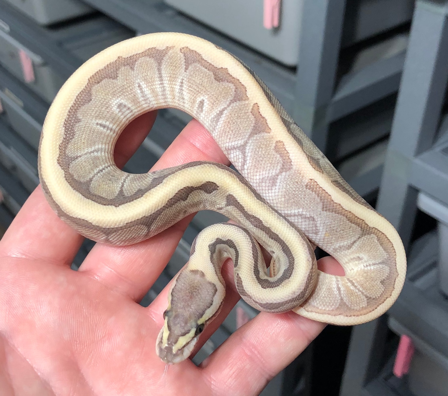 GHI Enchi Lesser Pinstripe Ball Python by Monster Morphs - MorphMarket