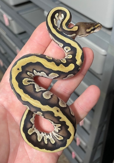 Mahogany Wookie Butter Ball Python by Monster Morphs