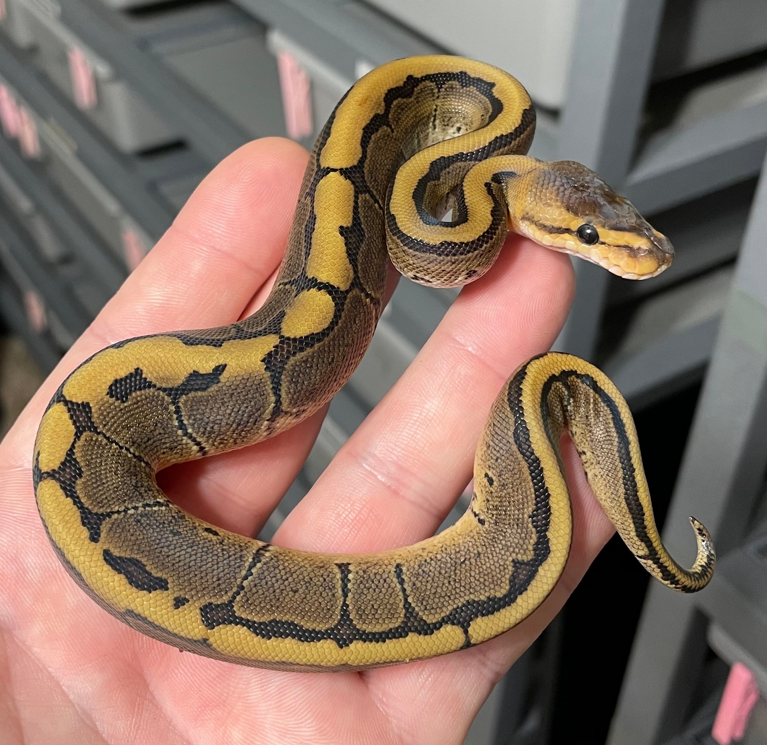 Pinstripe Wookie Ball Python by Monster Morphs - MorphMarket