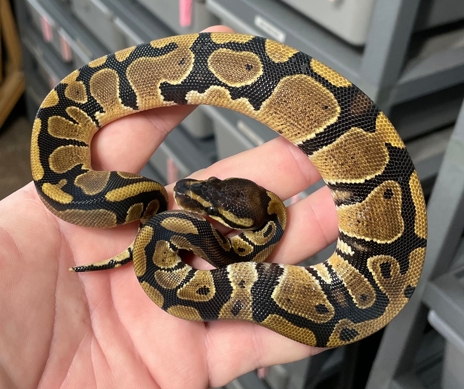 Mahogany Ball Python by Monster Morphs - MorphMarket