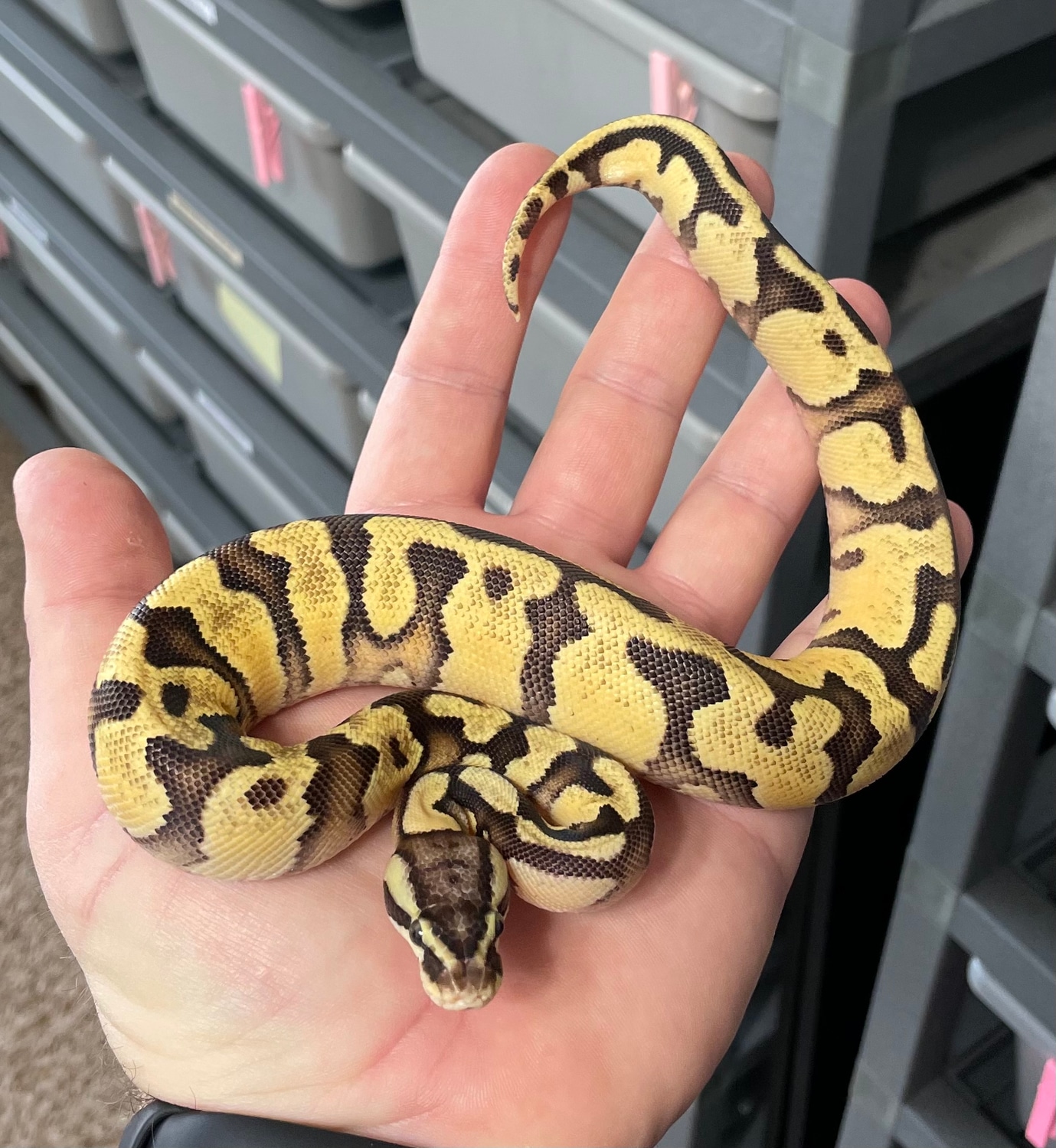 Firefly Enchi Ball Python by Monster Morphs - MorphMarket
