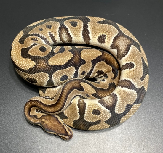 Cryptic Dbl. Het. Desert Ghost/Genetic Stripe Ball Python by Monster Morphs