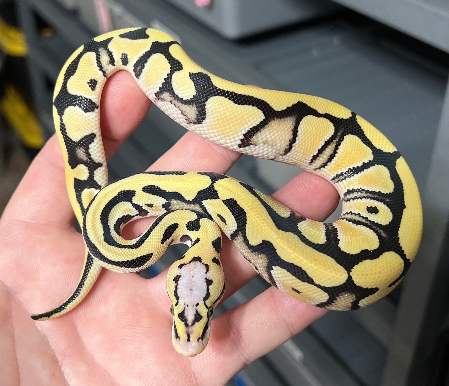 Pastel Desert Ghost Cryptic Pos. Het G-Stripe Ball Python by Monster ...