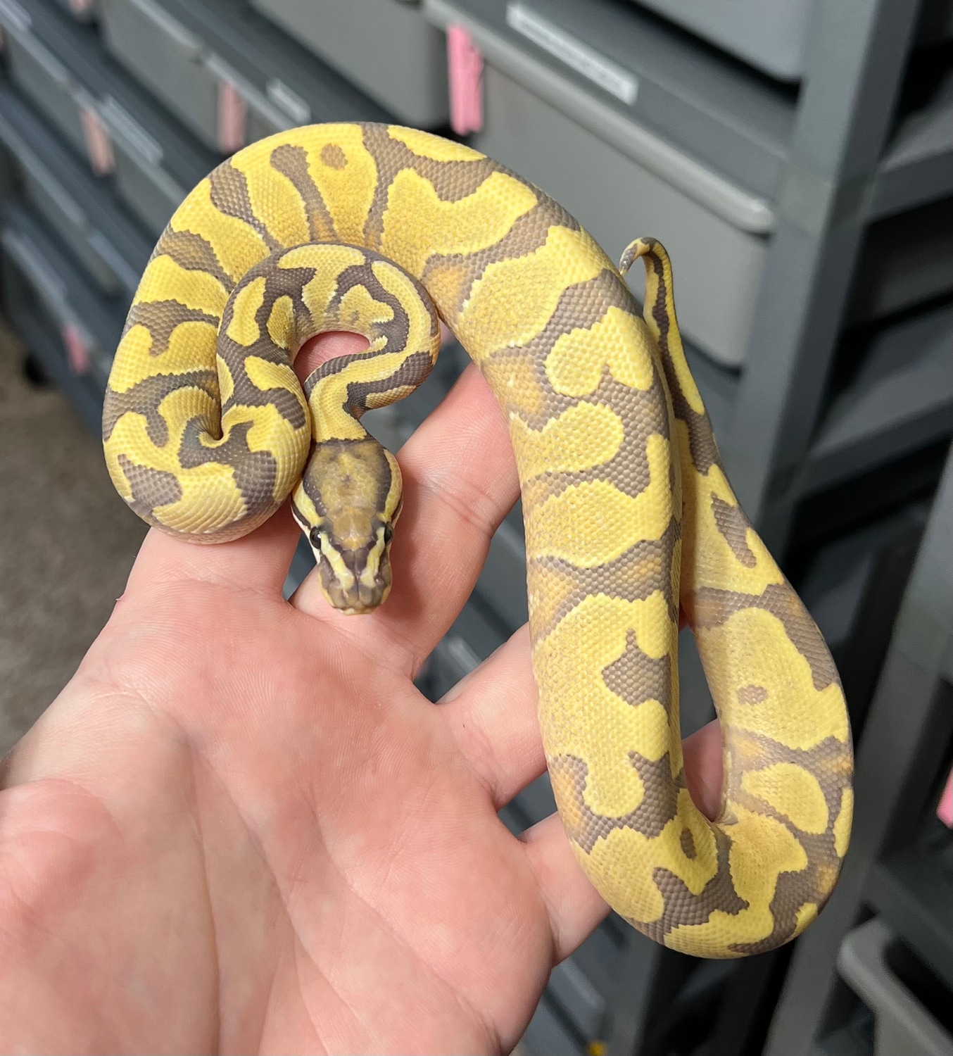 Enchi Yellowbelly Hypo Desert Ghost Ball Python by Monster Morphs ...