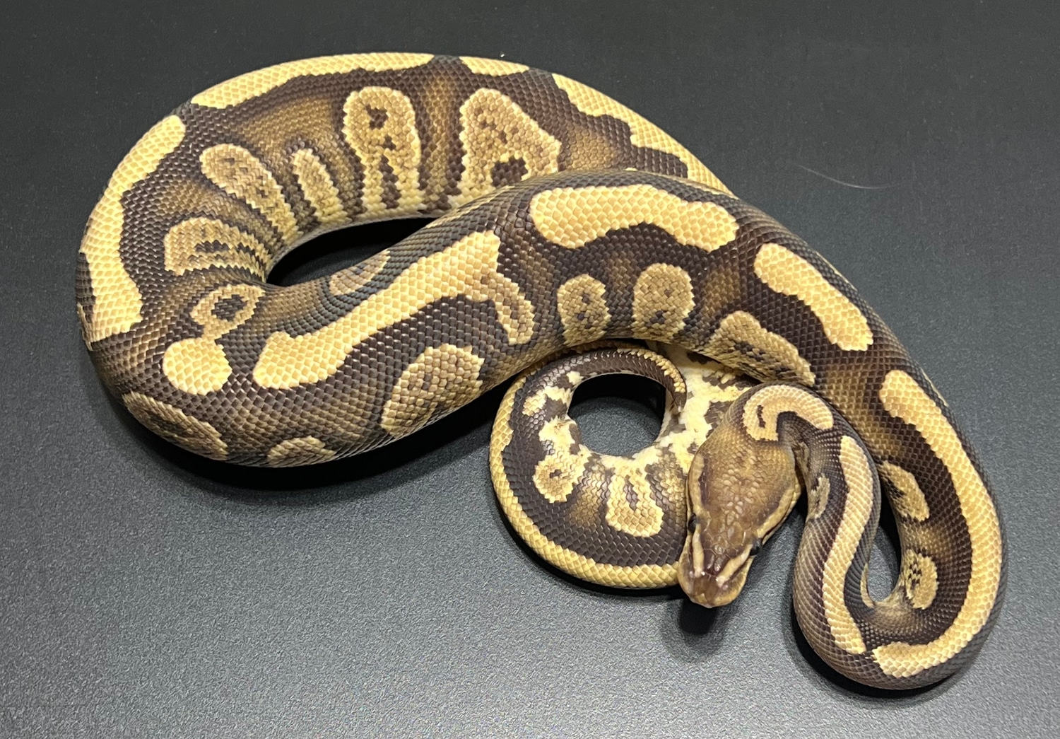 Wookie Enchi Fire Ball Python by Monster Morphs - MorphMarket