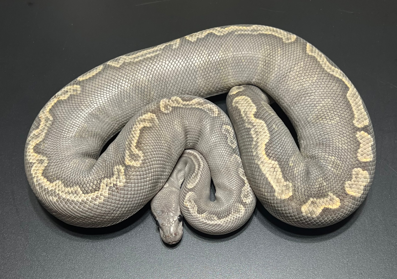 Super GHI Hypo Ball Python by Monster Morphs - MorphMarket