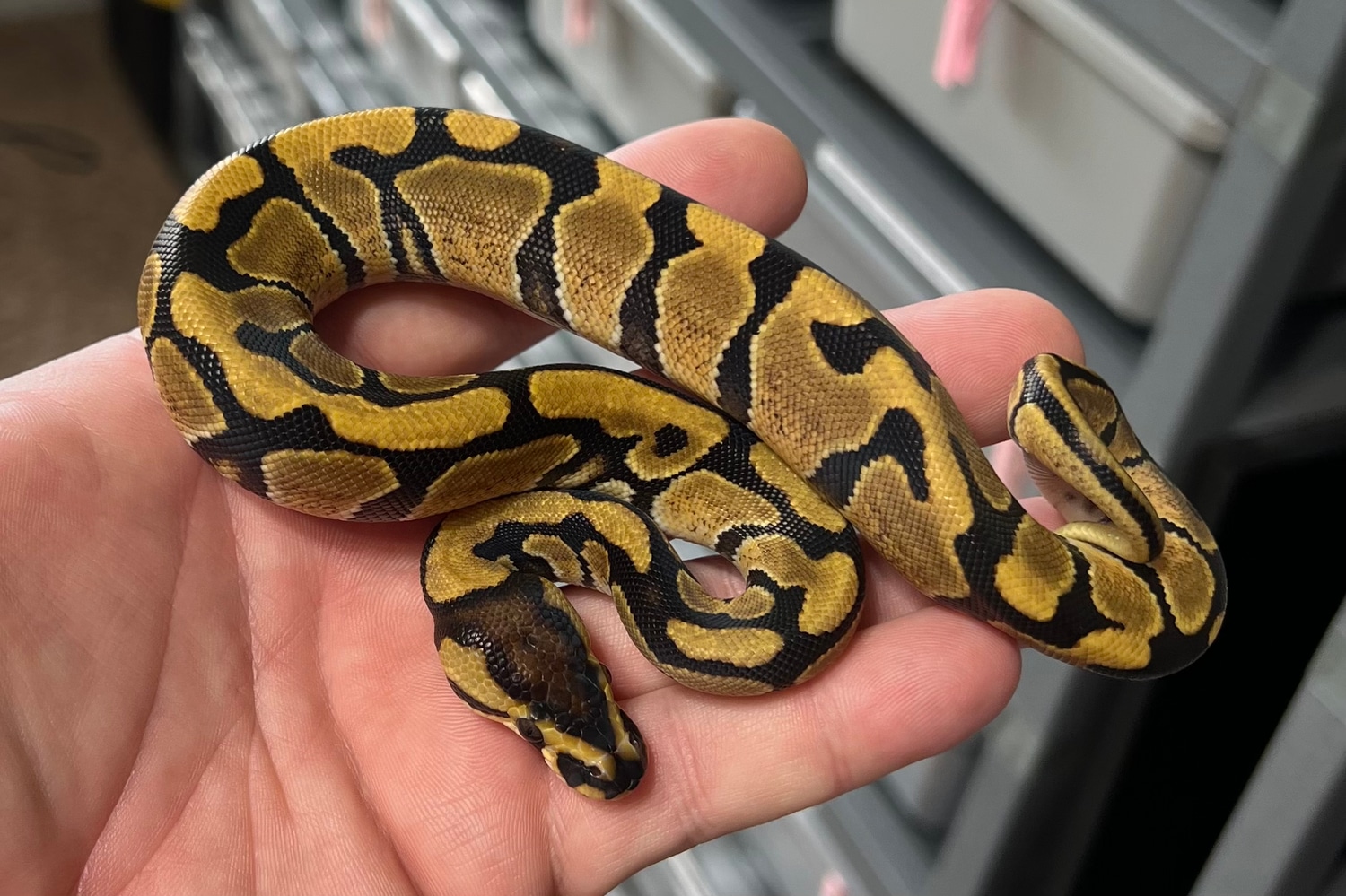 Enchi Het Clown Het Desert Ghost Ball Python by Monster Morphs ...