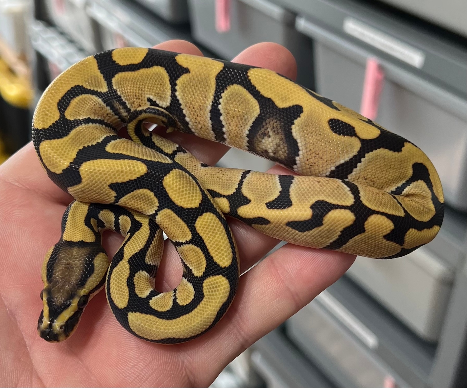 Enchi Desert Ghost Het Clown Ball Python by Monster Morphs - MorphMarket