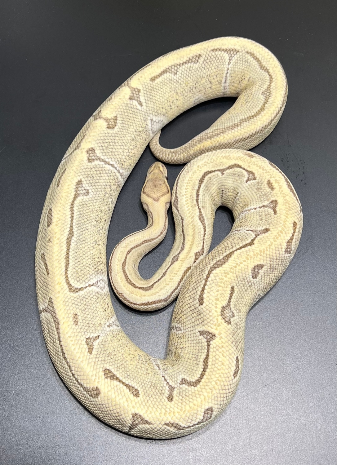 Enchi Pinstripe Desert Ghost Ball Python by Monster Morphs - MorphMarket