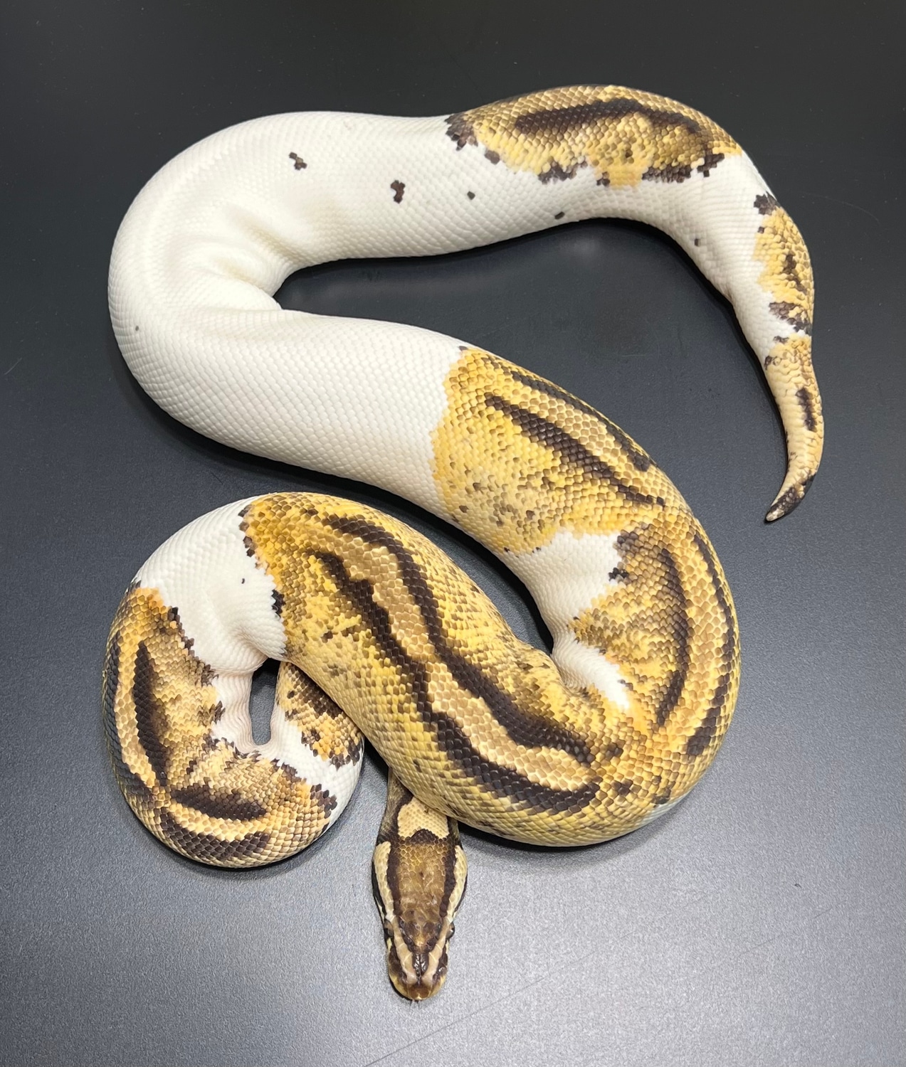 Pastel Leopard Spark Pied Ball Python by Monster Morphs - MorphMarket