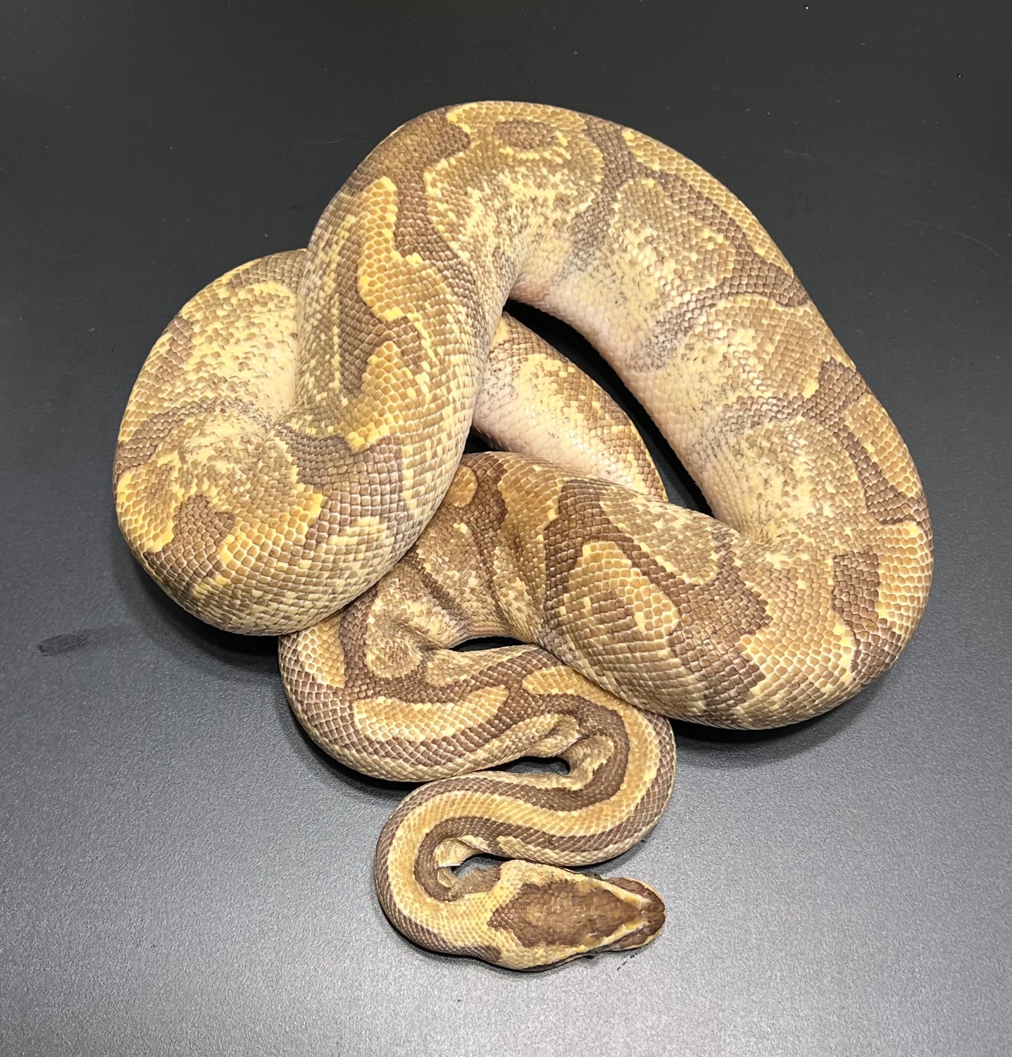 Super Enchi Lucifer Pos. Het Pied Ball Python by Monster Morphs ...