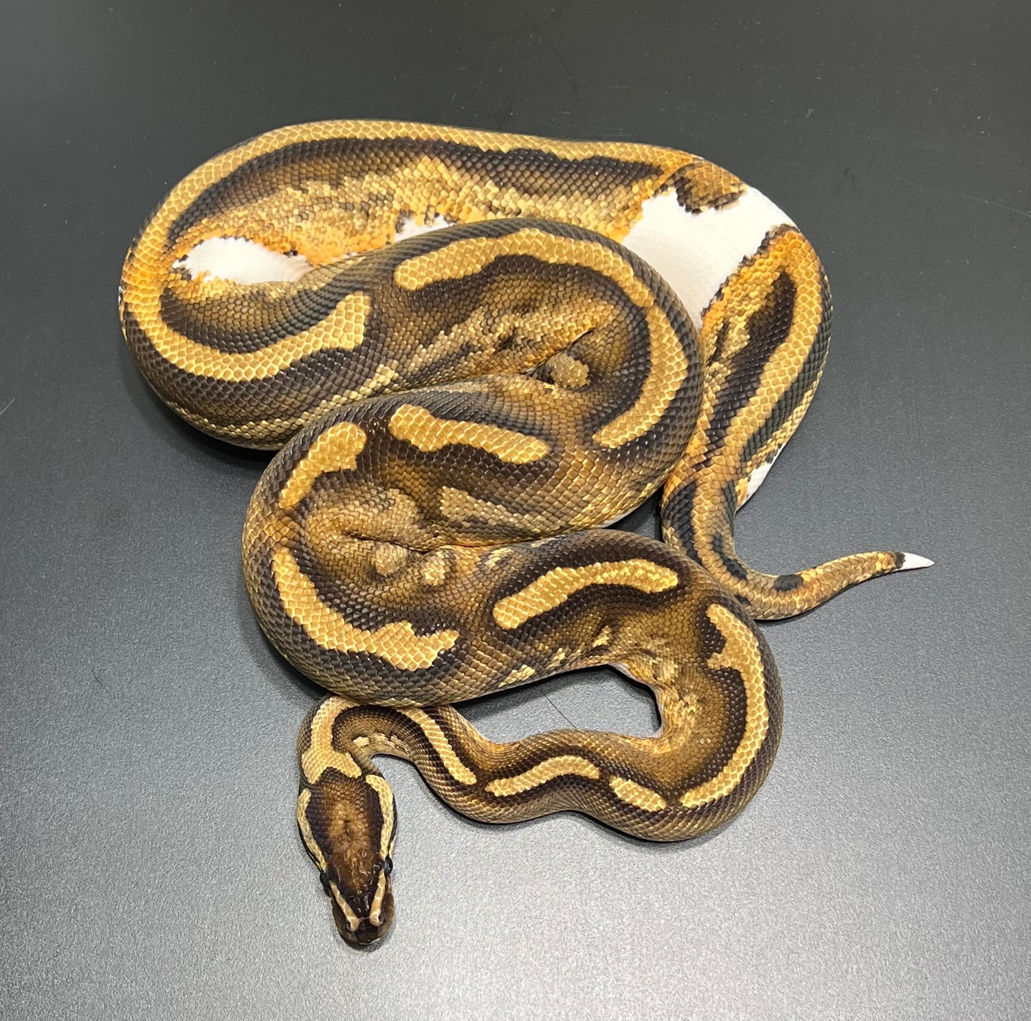 Yellowbelly Pied Ball Python by Monster Morphs - MorphMarket