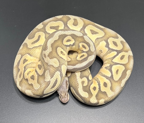 Hypo Super Pastel Mojave Het Desert Ghost Ball Python by Monster Morphs