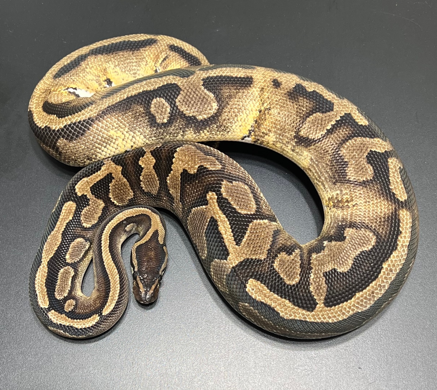 Black Head Piebald Ball Python by Monster Morphs - MorphMarket