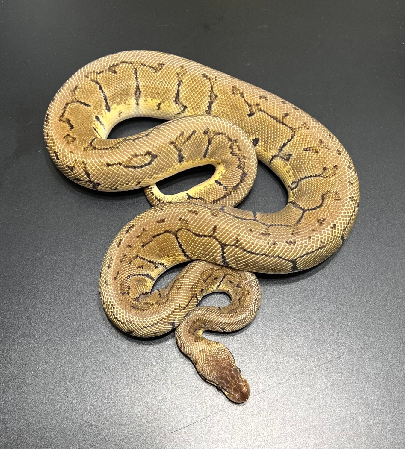 Lemonblast Double Het Hypo Desert Ghost Ball Python by Monster Morphs ...