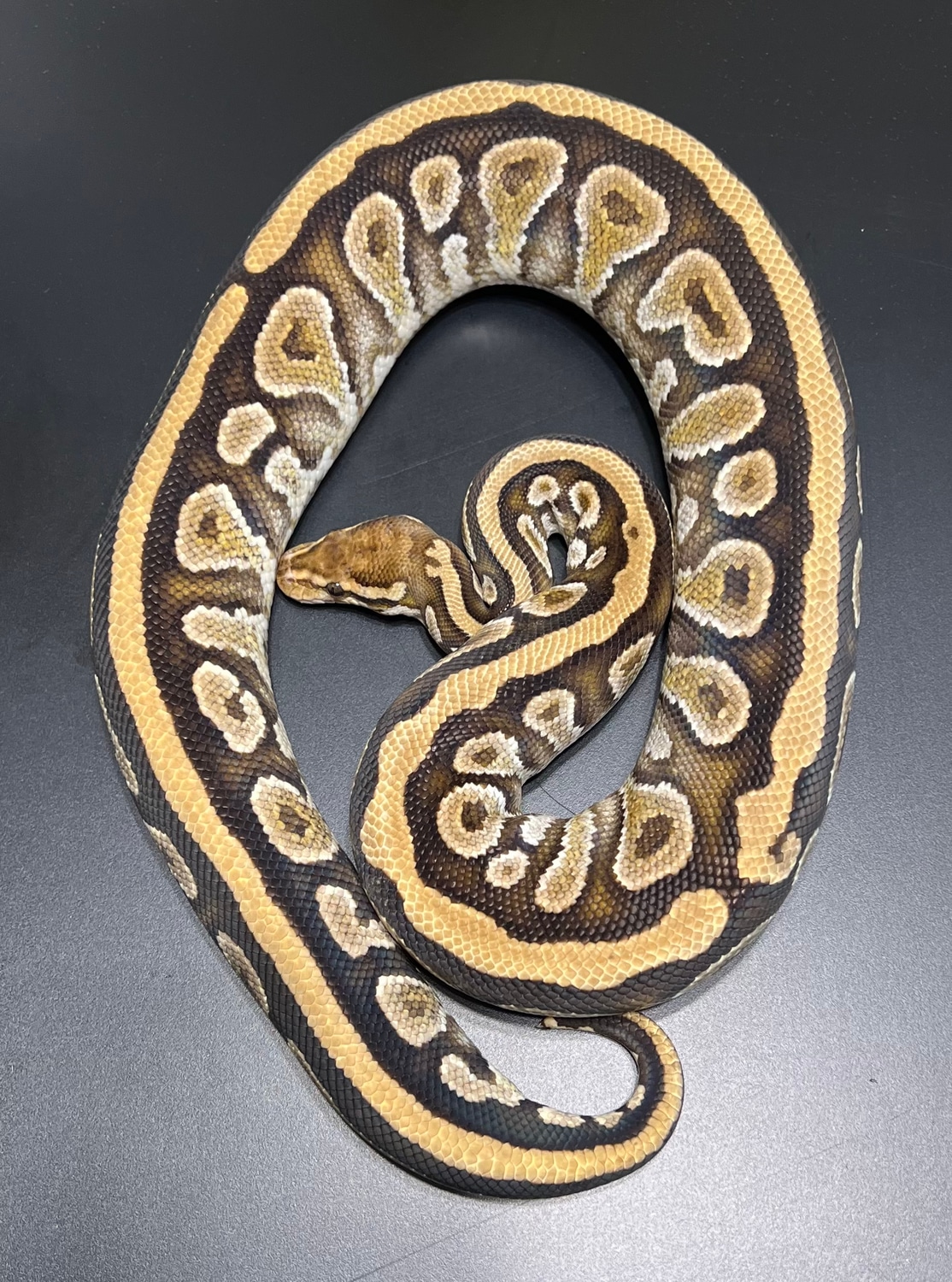 Cypress Honey Yellowbelly Ball Python by Monster Morphs - MorphMarket