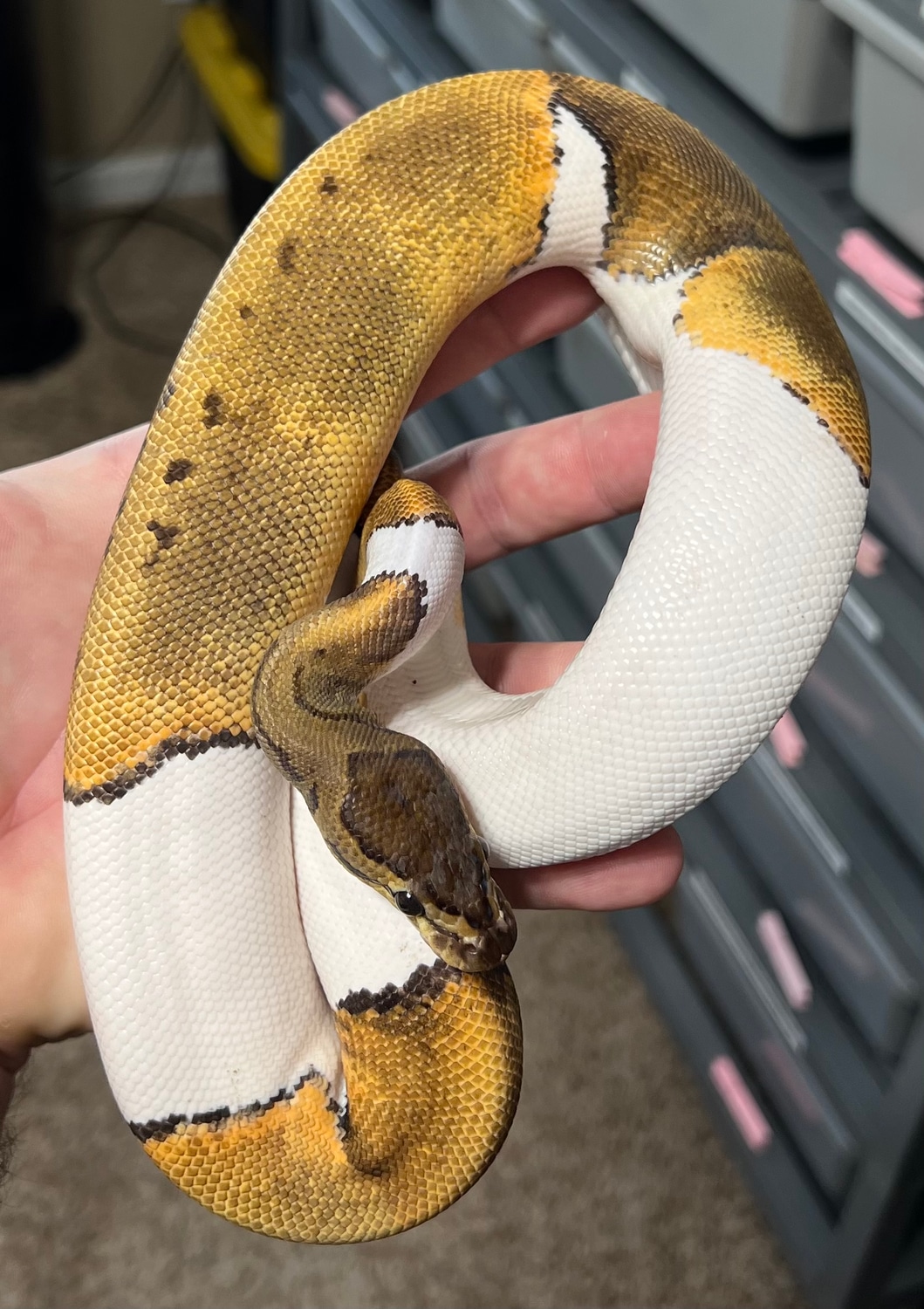 Pinstripe Piebald Ball Python by Monster Morphs - MorphMarket