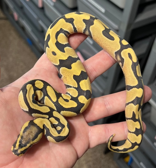 Enchi Desert Ghost Het Clown Ball Python by Monster Morphs