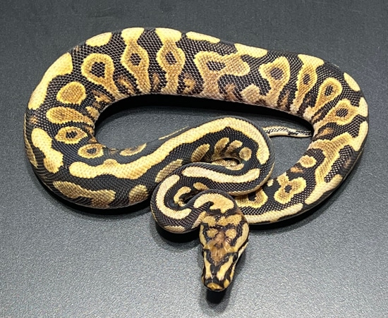 Spotnose Yellowbelly Het Clown Ball Python by Monster Morphs
